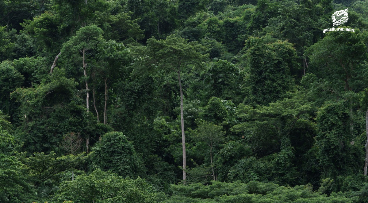 21 ตุลาคม วันรักต้นไม้ประจำปีของชาติ เพราะต้นไม้ให้เรามากกว่าแค่ร่มเงา ...